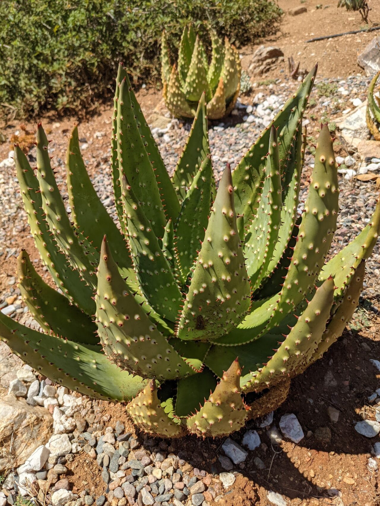 Care Diary: Aloe aculeata - Trex Plants