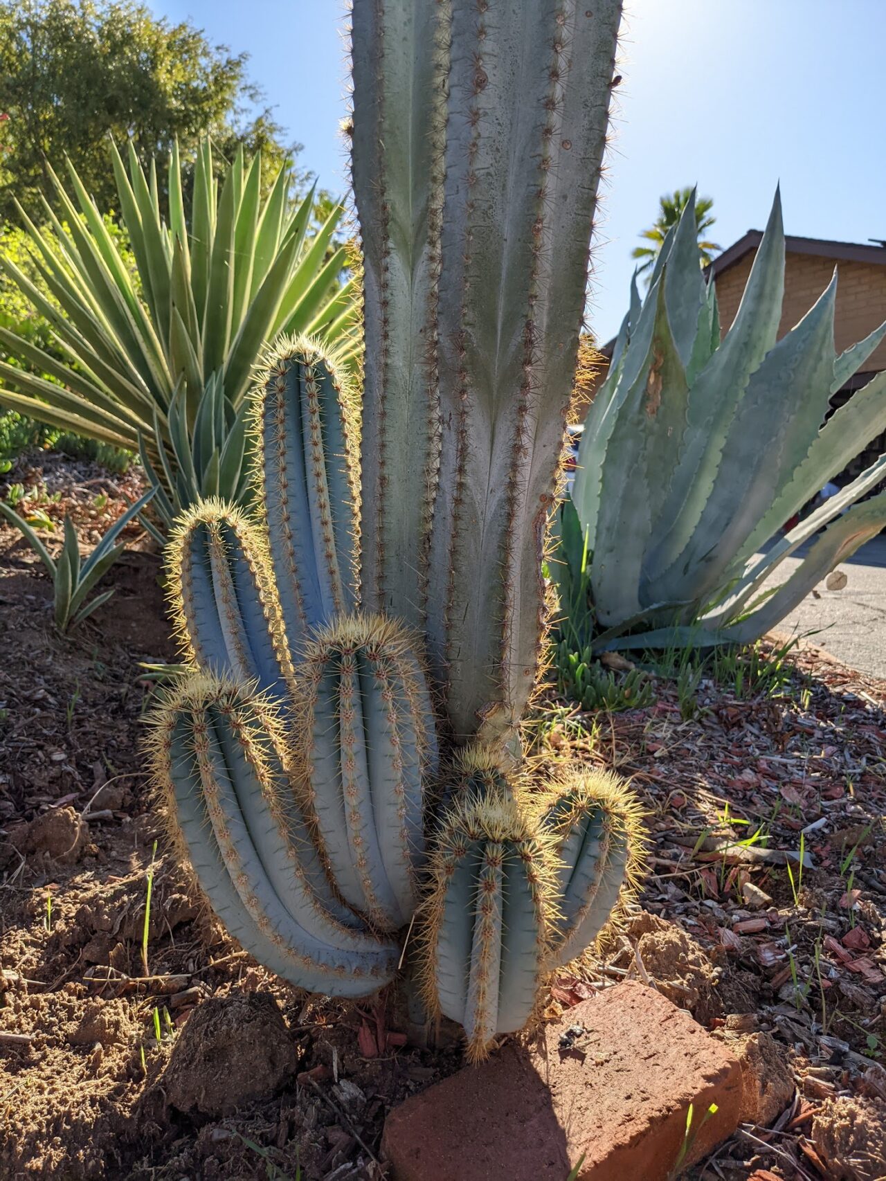 Growing Blue Brazilian Beauties: Pilosocereus pachycladus - Trex Plants