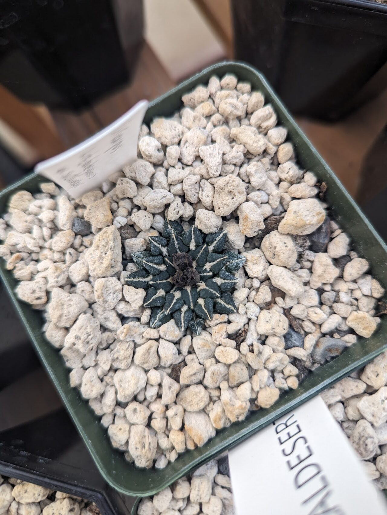 Growing Ariocarpus for Beginners - Trex Plants