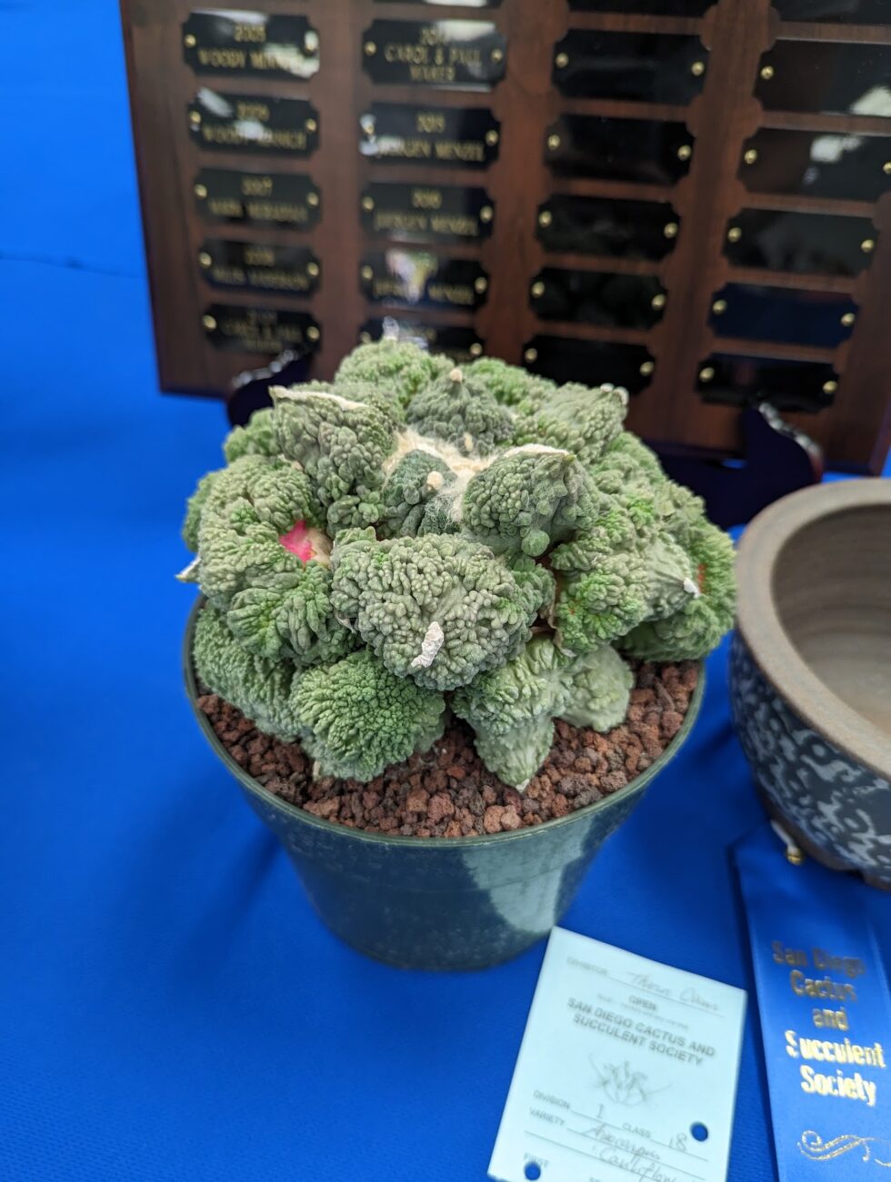 Growing Ariocarpus for Beginners - Trex Plants