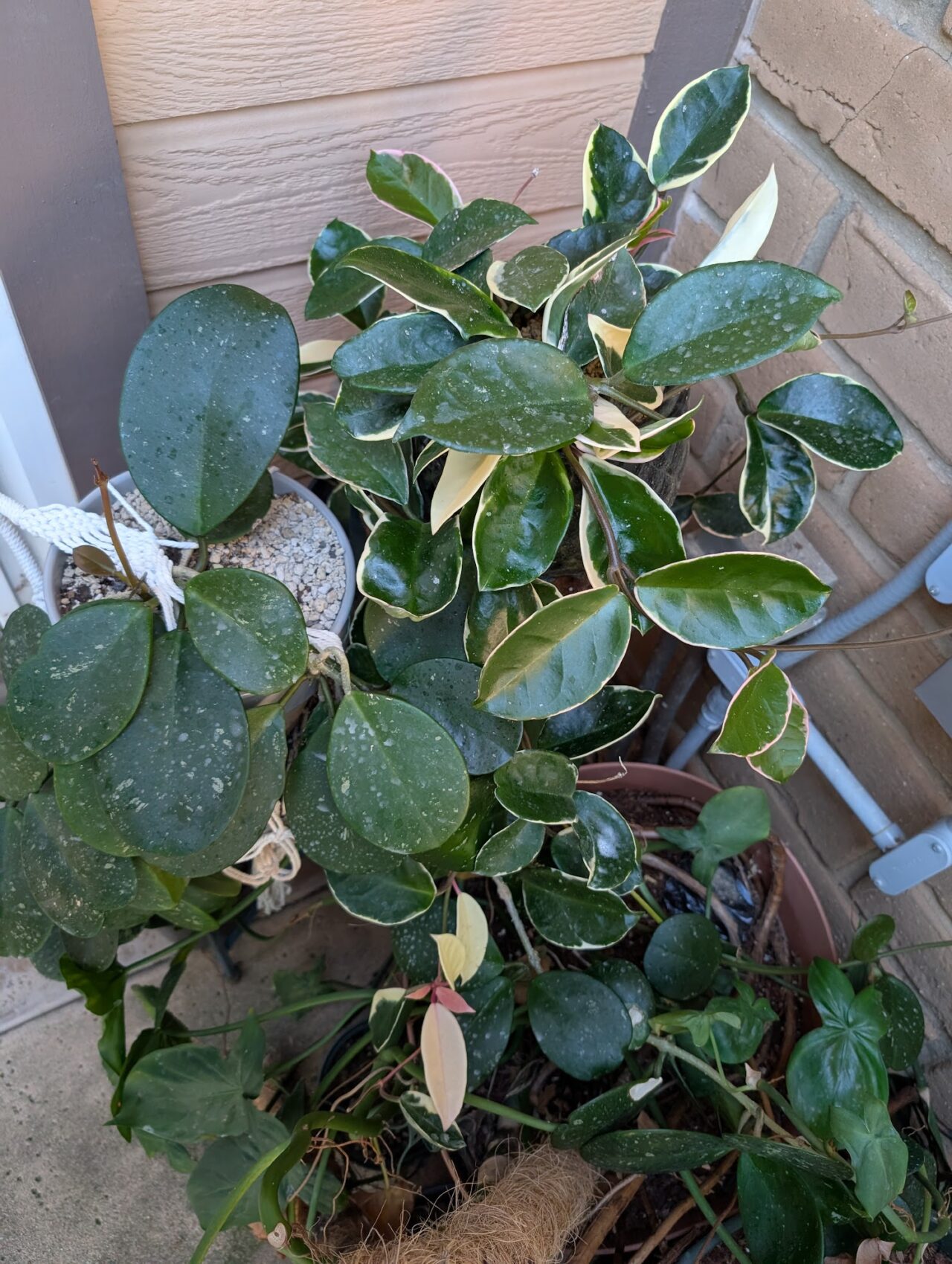 The Lazy Guide to Growing Exotic Houseplants - Trex Plants